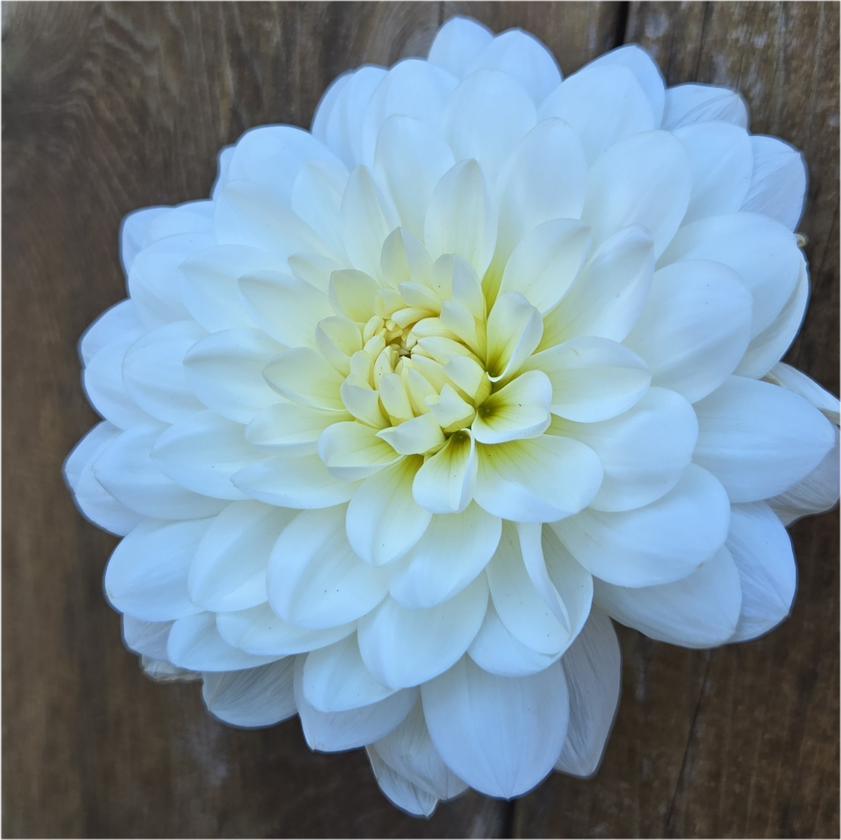 Sandia Isa – Makayla's Meadow